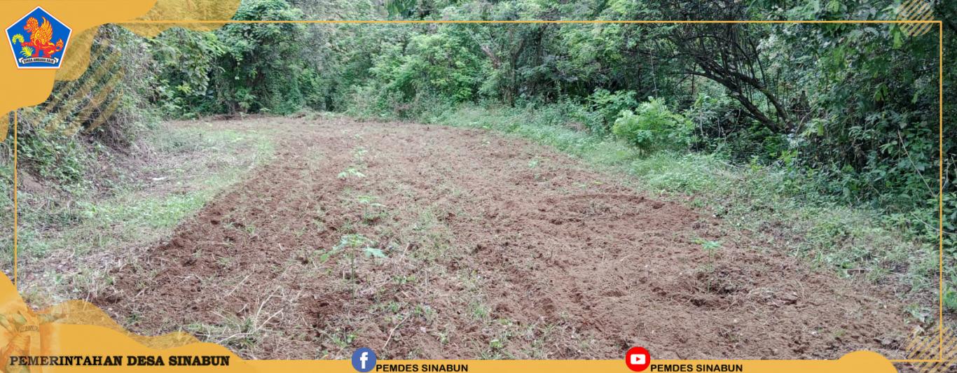 Ketahanan Pangan Desa Sinabun Budidaya Pepaya - Website Desa Sinabun